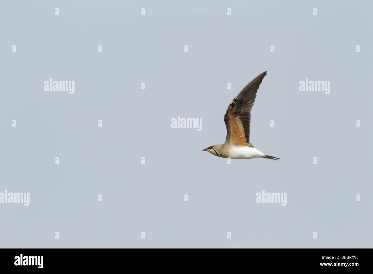 Oriental Pratincole (Glareola maldivarum) flying, Phetchaburi, Thailand ...