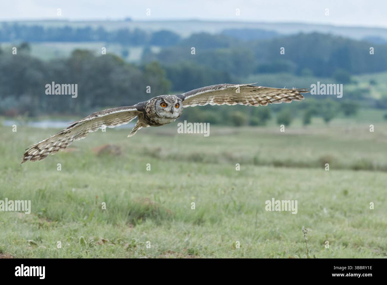 Cape Eagle-Owl (Bubo capensis) captive, flying, Mpumalanga, South ...