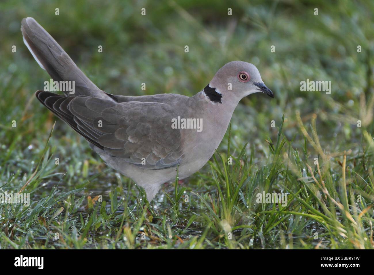 Mourning Collared Dove (Streptopelia decipiens), Nairobi National Park ...