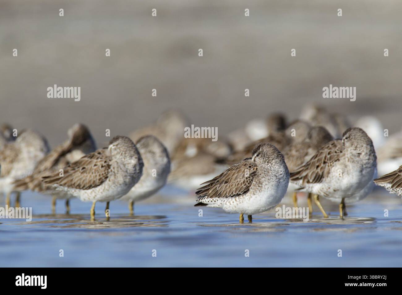 Short-billed Dowitcher (Limnodromus griseus) group roosting, Florida ...