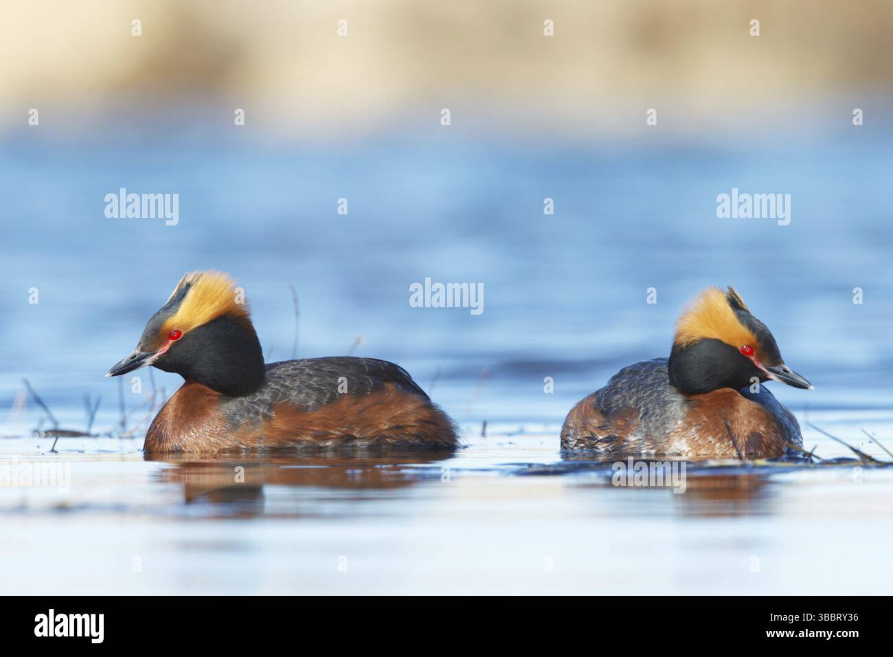 Horned Grebe (Podiceps auritus) pair, Myvatn, Iceland, Europe Stock ...