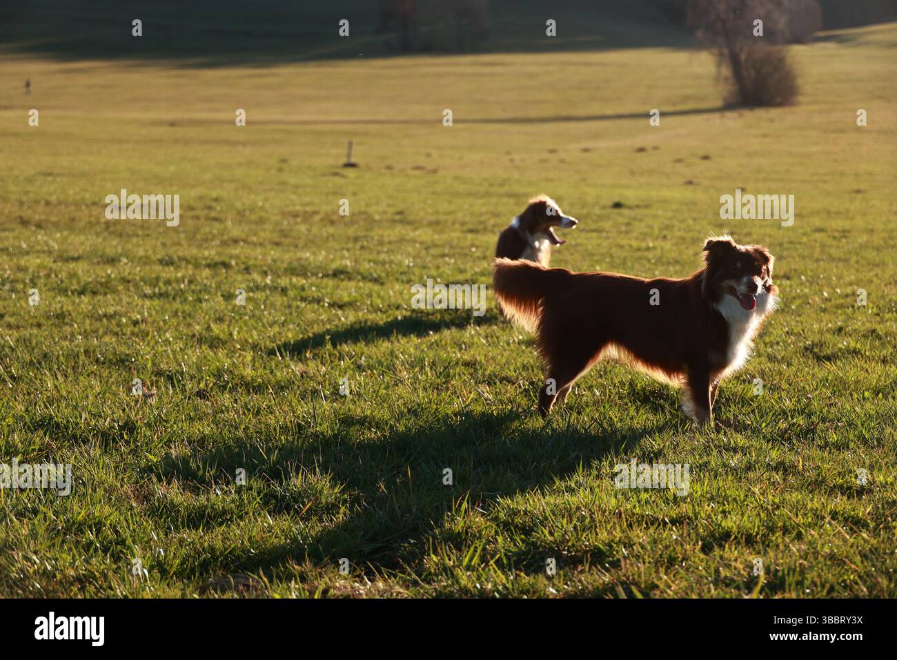 Two dogs standing in a grassy field Stock Photo - Alamy