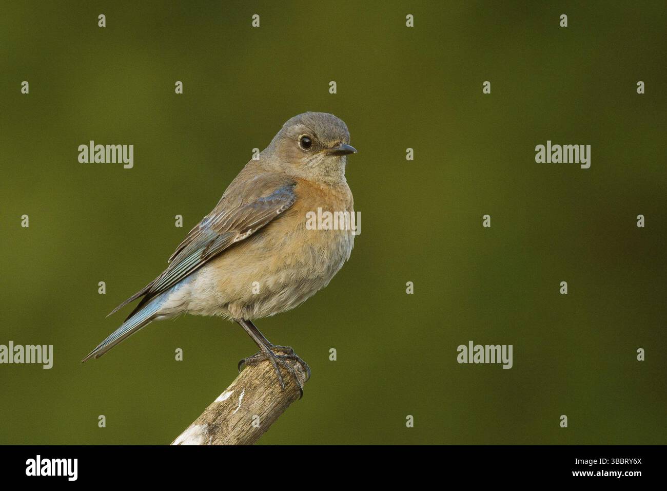 Female western bluebird sialia mexicana hi-res stock photography and ...