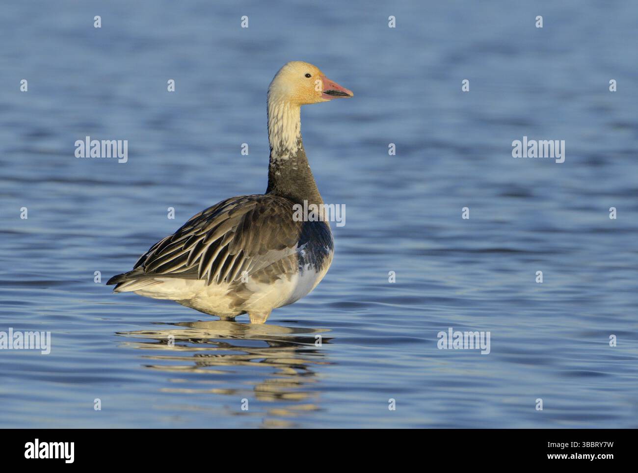 Snow Goose (Chen caerulescens) - Colusa National Wildlife Refuge ...