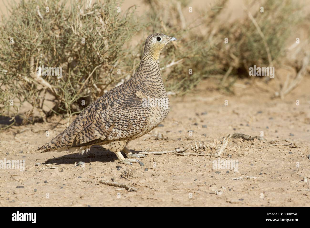 Crowned Sandgrouse (Pterocles coronatus) female, Morocco, Africa Stock ...