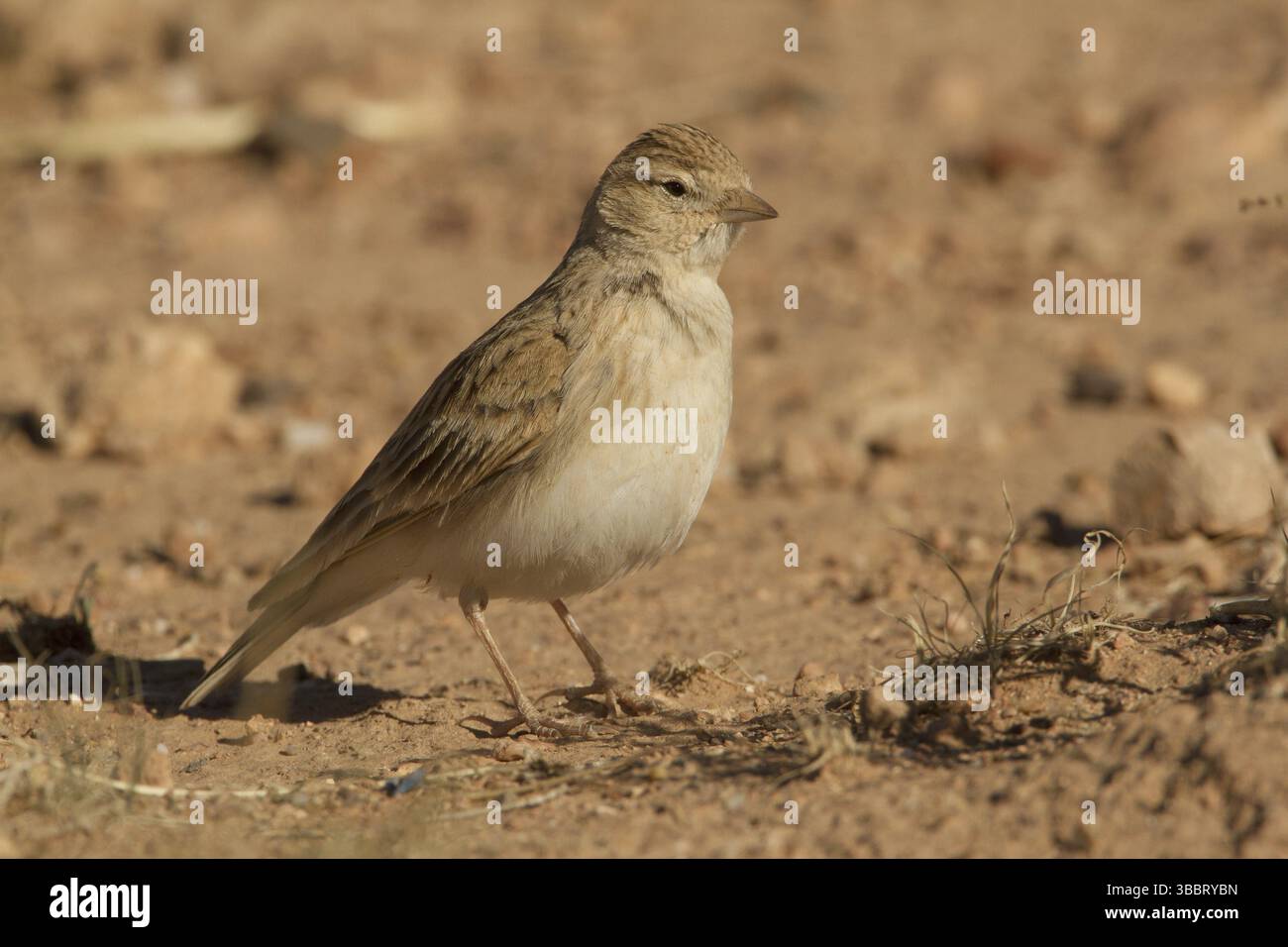 Greater Short-toed Lark (Calandrella brachydactyla), Morocco, Africa ...