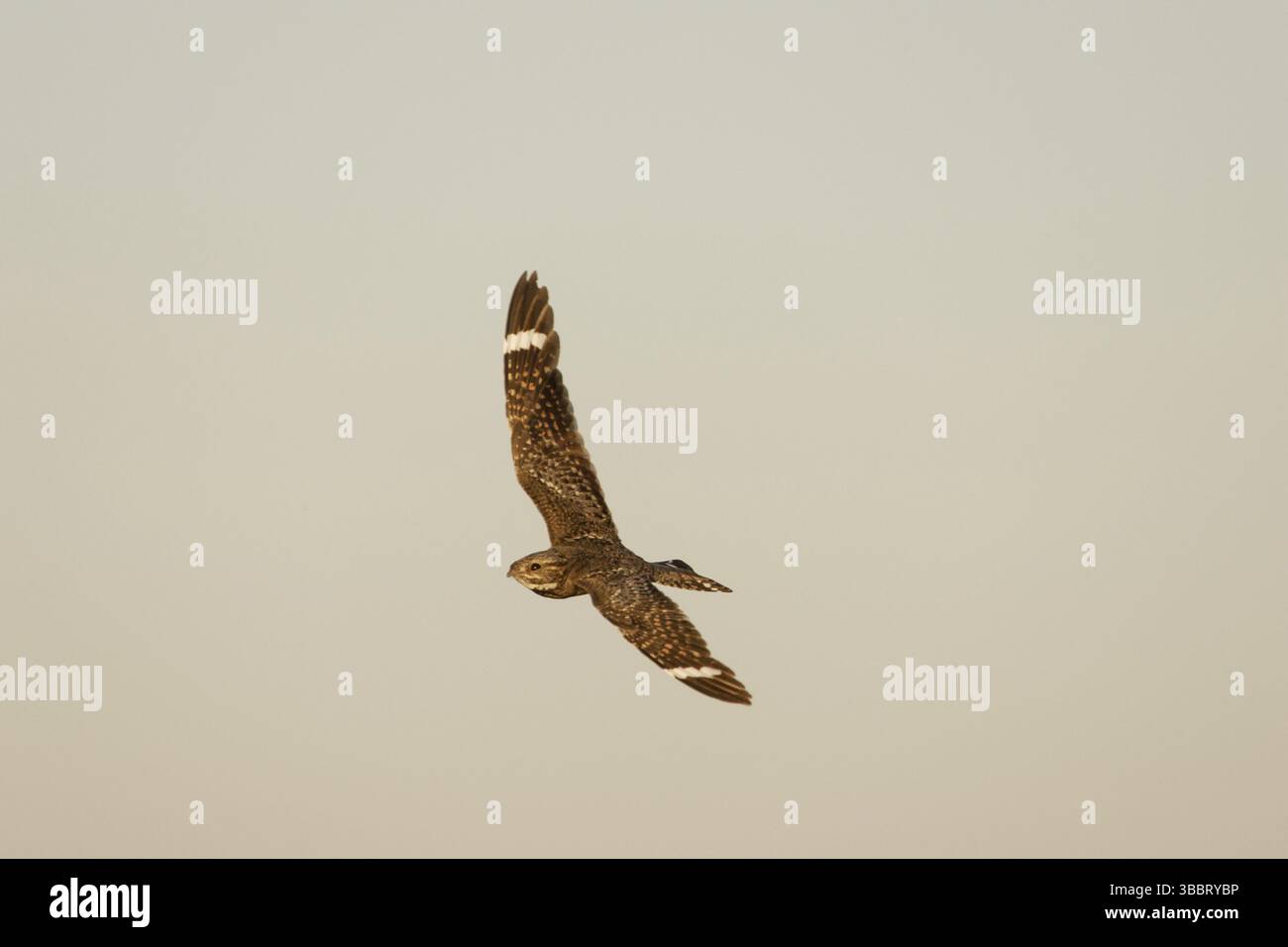 Lesser Nighthawk (Chordeiles acutipennis) flying, California, USA ...