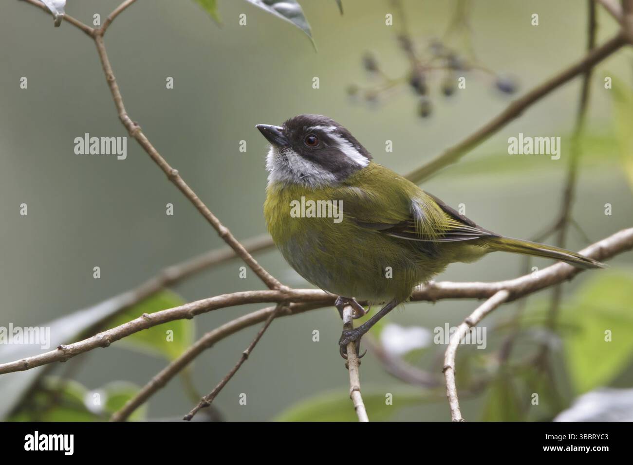 Sooty-capped Bush Tanager (Chlorospingus pileatus), Costa Rica, Central ...