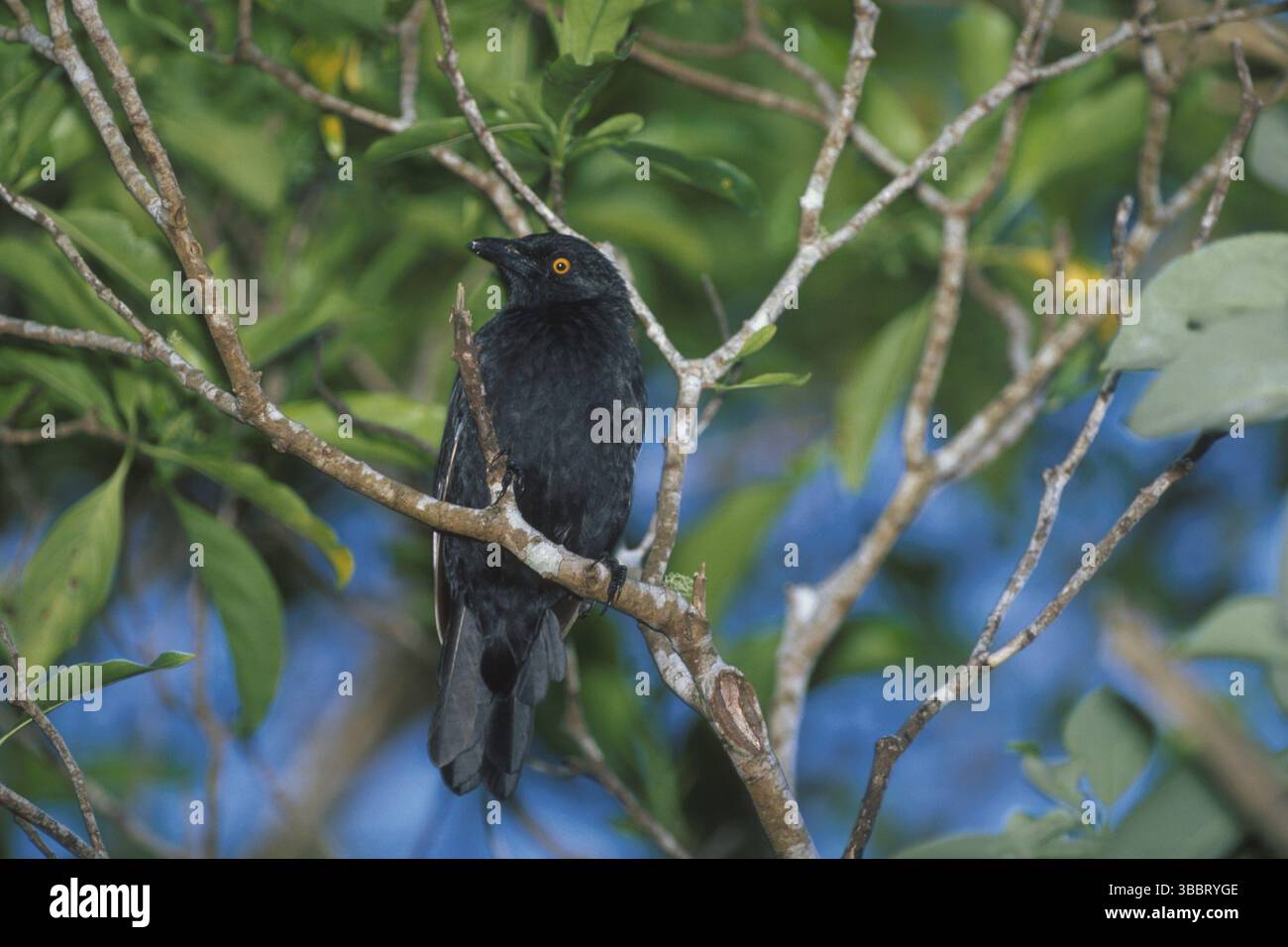 Micronesian Starling (Aplonis opaca), Rota Island, Northern Mariana ...