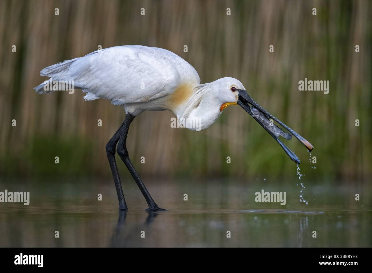 Eurasian Spoonbill (Platalea leucorodia) eating a fish prey, Kiskunsag ...