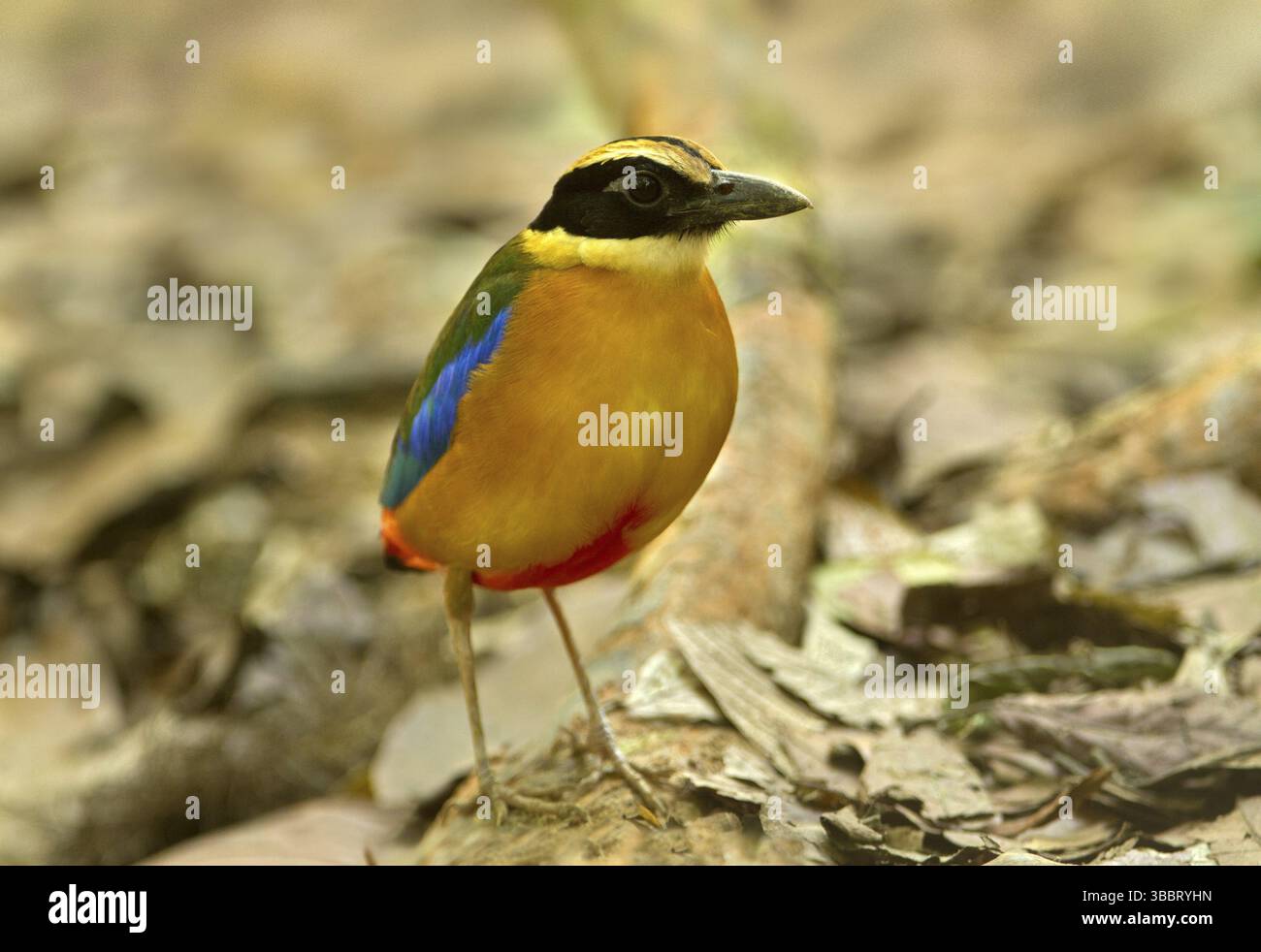 Blue-winged Pitta (Pitta moluccensis), Singapore, Asia Stock Photo - Alamy