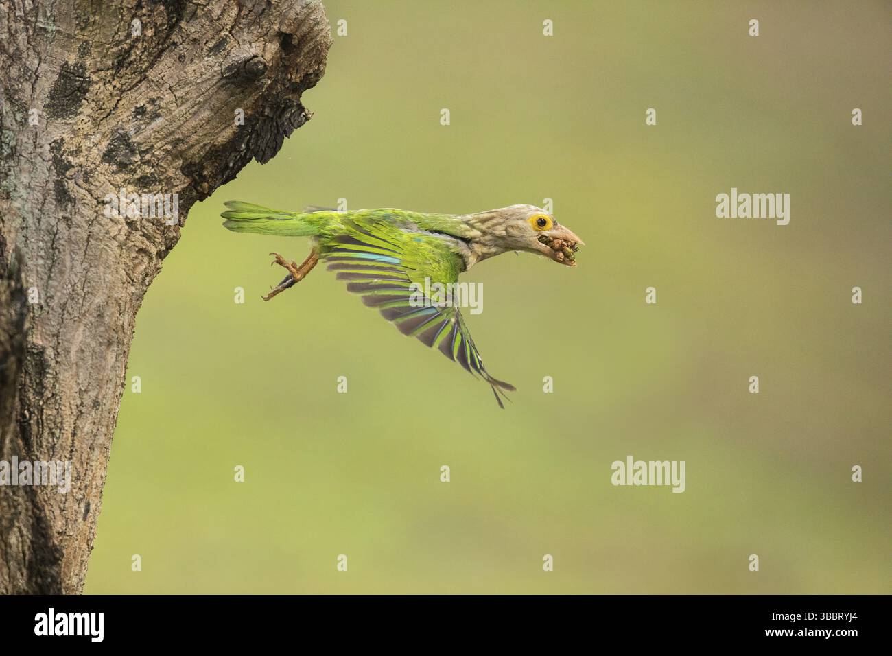 Lineated Barbet (Psilopogon lineatus) flying with food in beak, Chiang ...