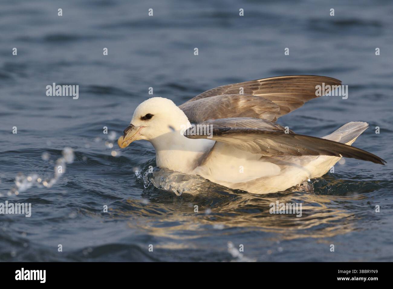 Northern Fulmar (Fulmarus glacialis), Iceland, Europe Stock Photo - Alamy