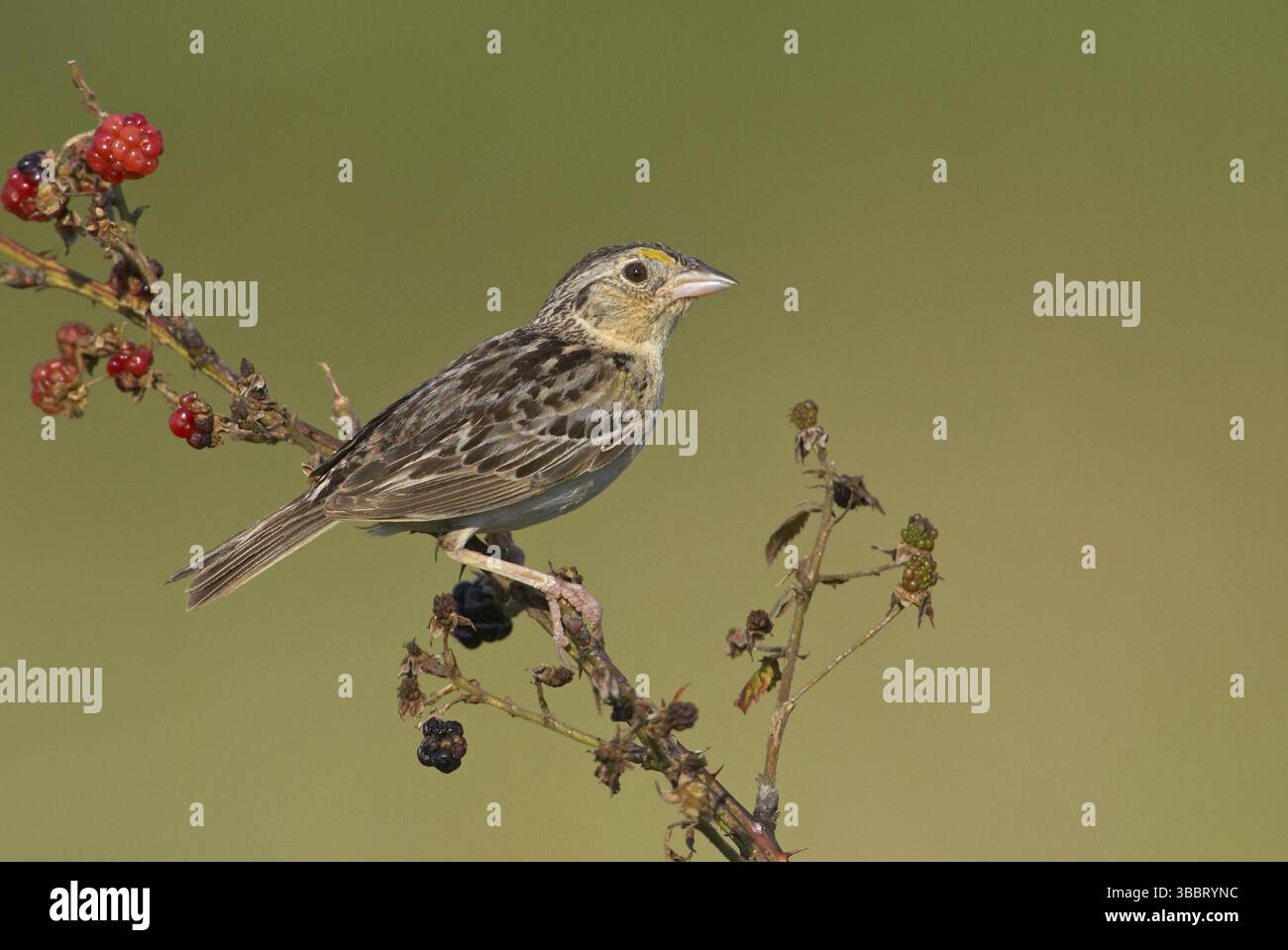 Grasshopper Sparrow (Ammodramus savannarum), Ohio, USA, North America ...