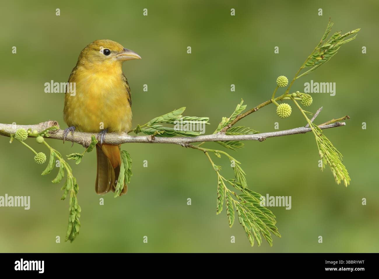 Female summer tanager hi-res stock photography and images - Alamy