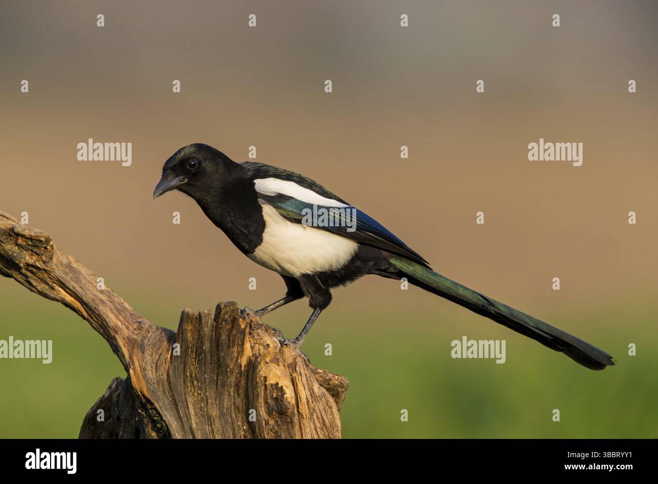 Elster, Black-billed Magpie, Magpie, Pica pica, Pie bavarde, Urraca ...