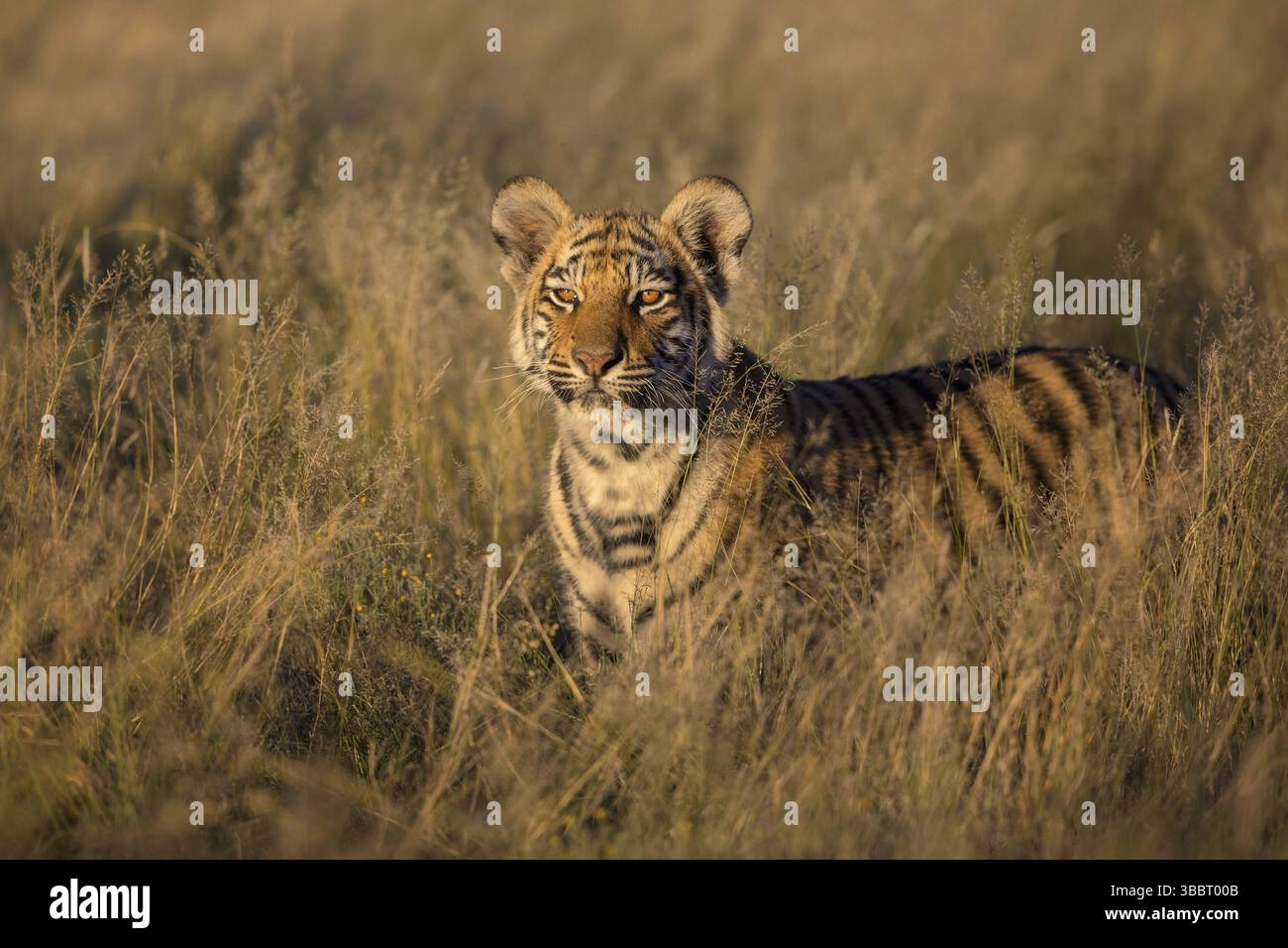 Bengal Tiger (Panthera tigris) cub standing in grassland, captive ...