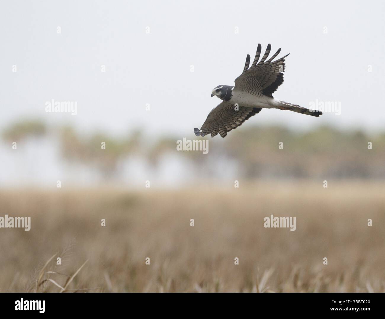 Long-winged Harrier (Circus buffoni) flying, Corrientes, Argentina ...
