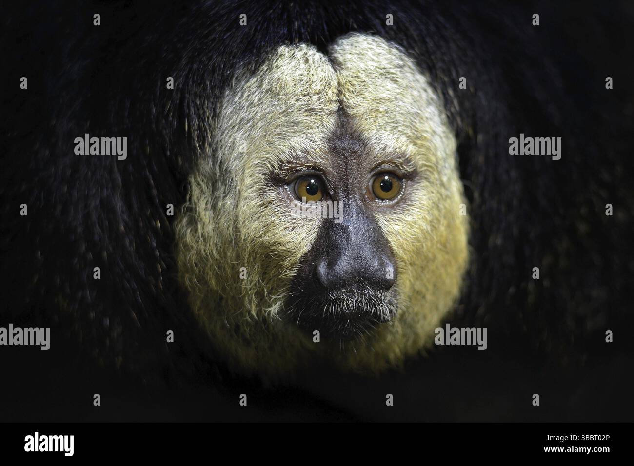 White-faced Saki, Pithecia pithecia, detail portrait of dark black ...