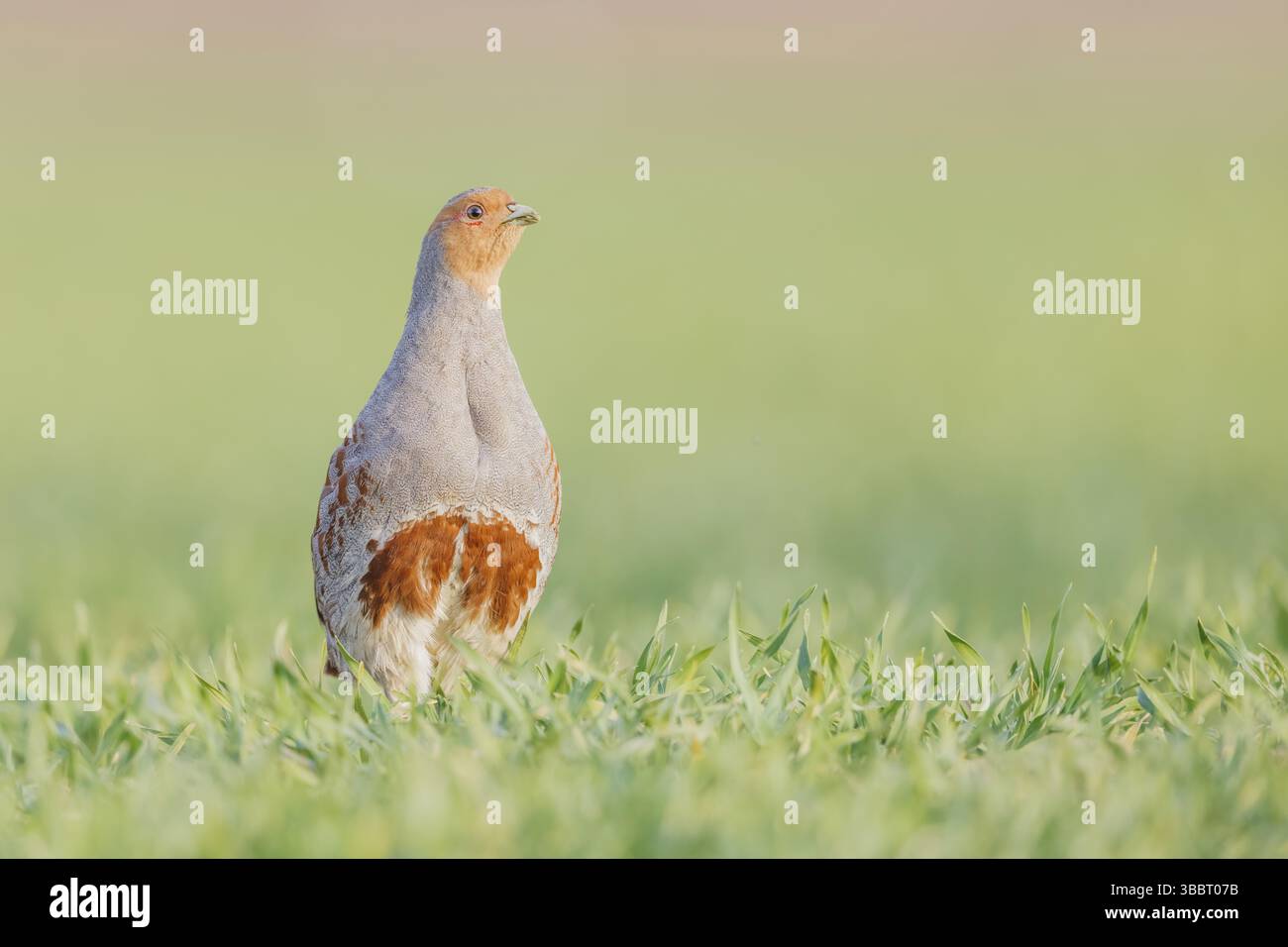 Rebhuhn, Perdix perdix Grey Partridge, Perdix perdix Stock Photo - Alamy