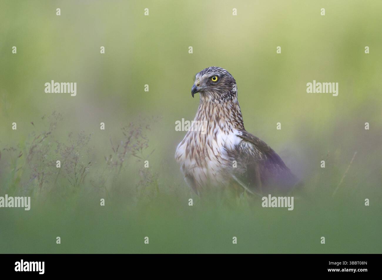 Western Marsh Harrier (Circus aeruginosus) male on grassland, Poland ...