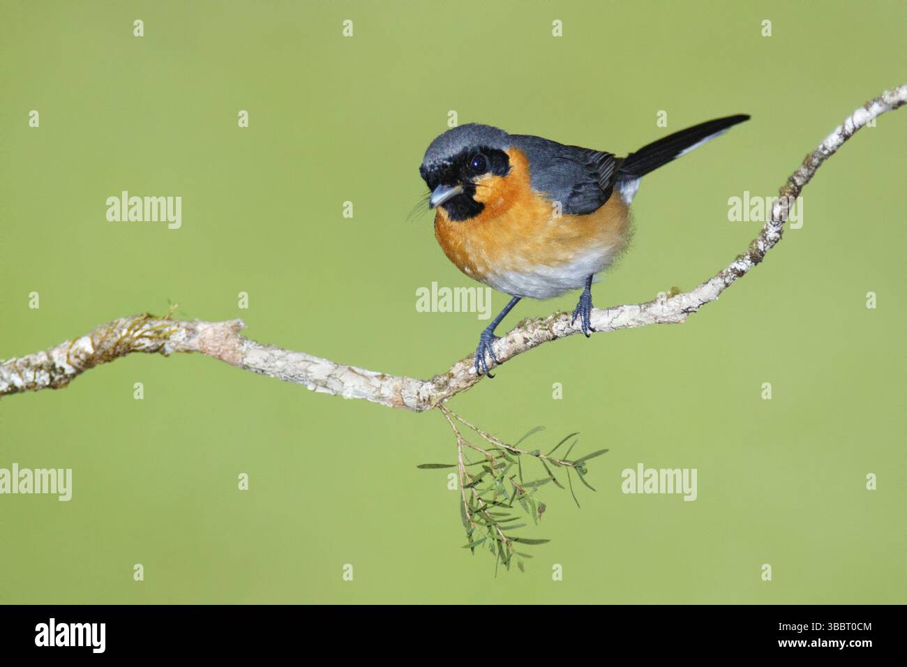Spectacled Monarch (Symposiachrus trivirgatus), Queensland, Australia ...