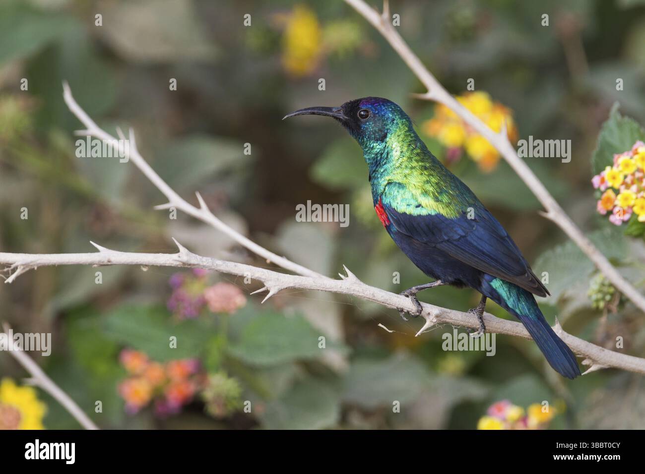 Shining Sunbird (Cinnyris habessinicus) male, Oman, Asia Stock Photo ...