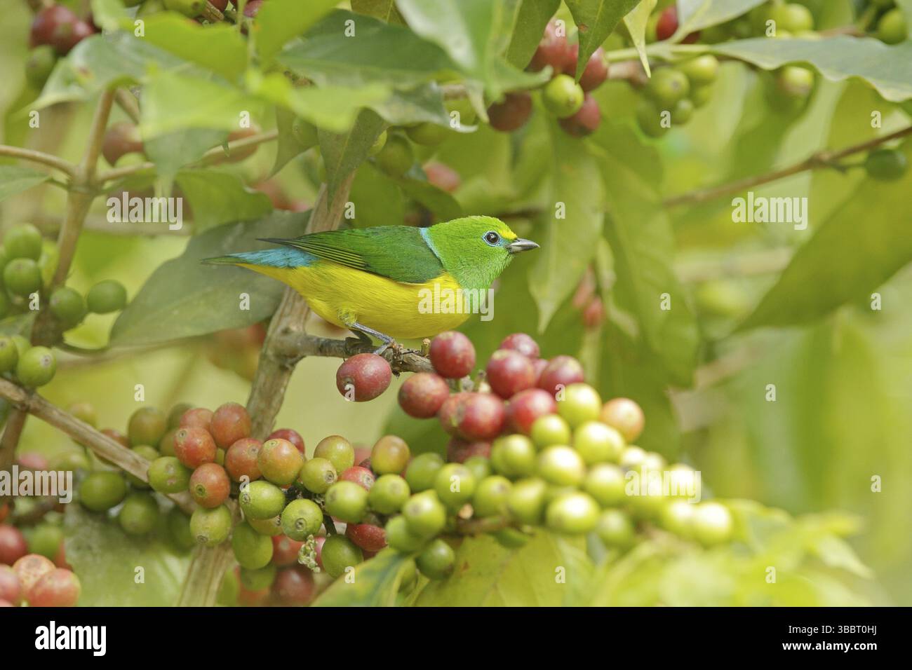 Exotic birds with fruits. Cute birds. Beautiful tanager Blue-naped ...