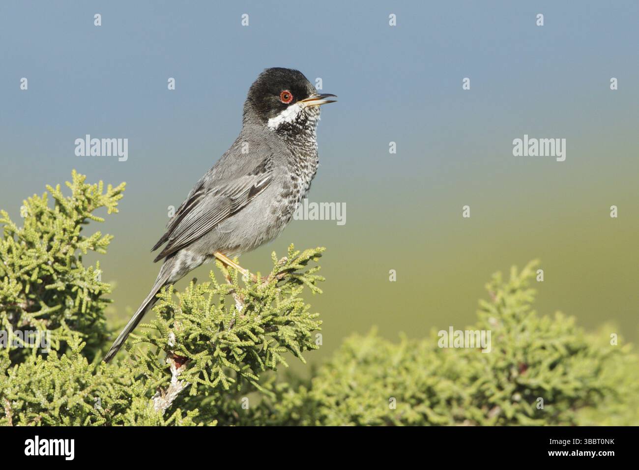 Cyprus Warbler (Sylvia melanothorax) male singing, Cyprus, Europe Stock ...
