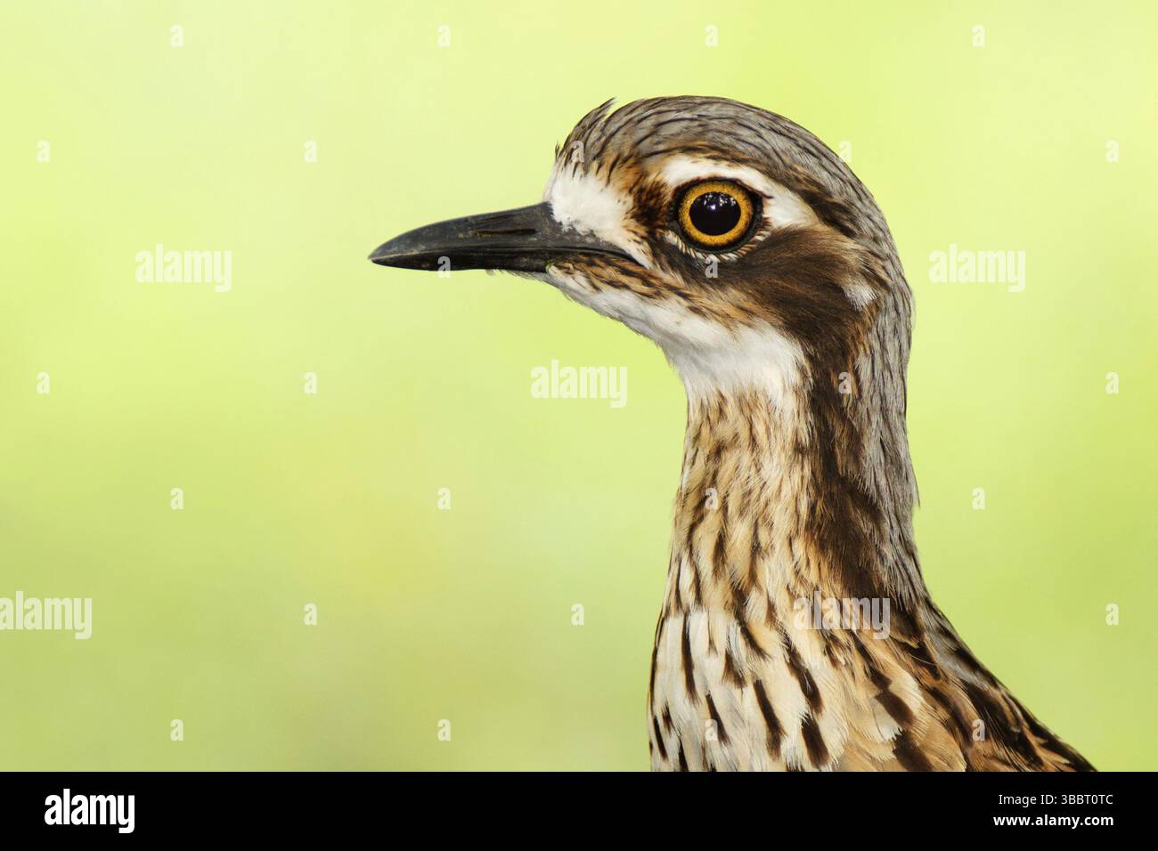 Bush Stone-curlew (Burhinus grallarius), Queensland, Australia, Oceania ...