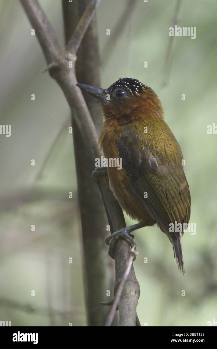 Picumninae hi-res stock photography and images - Alamy