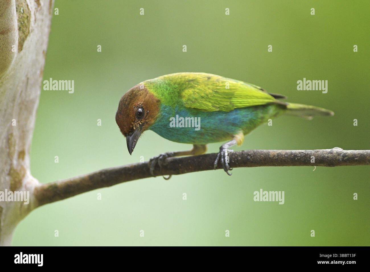 Bay-headed Tanager (Tangara gyrola), Costa Rica, Central America Stock ...