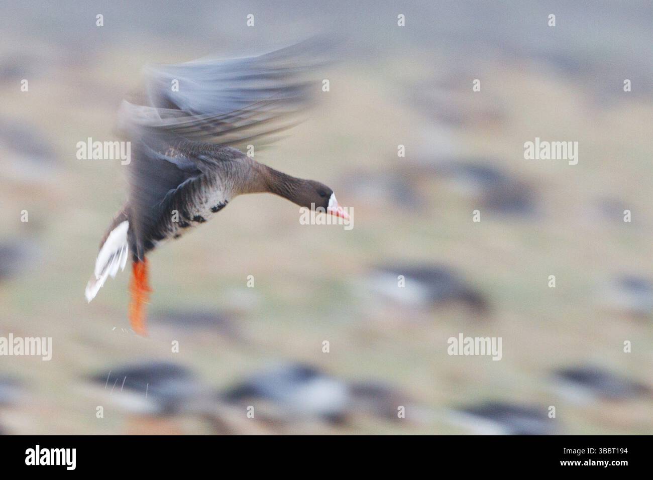Greater White-fronted Goose (Anser albifrons) flying, North Rhine ...