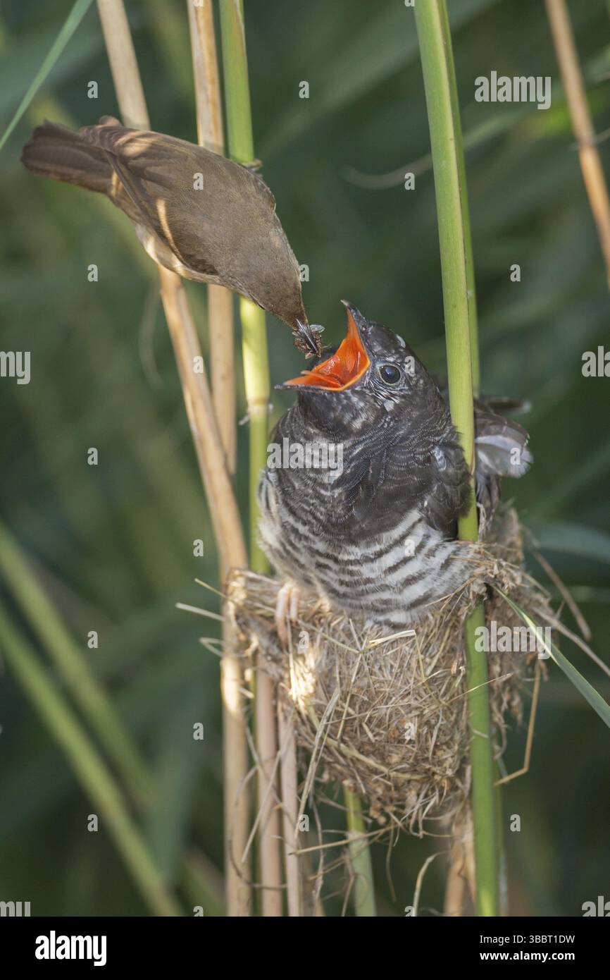 Common Cuckoo & Eurasian Reed Warbler (Cuculus canorus & Acrocephalus ...