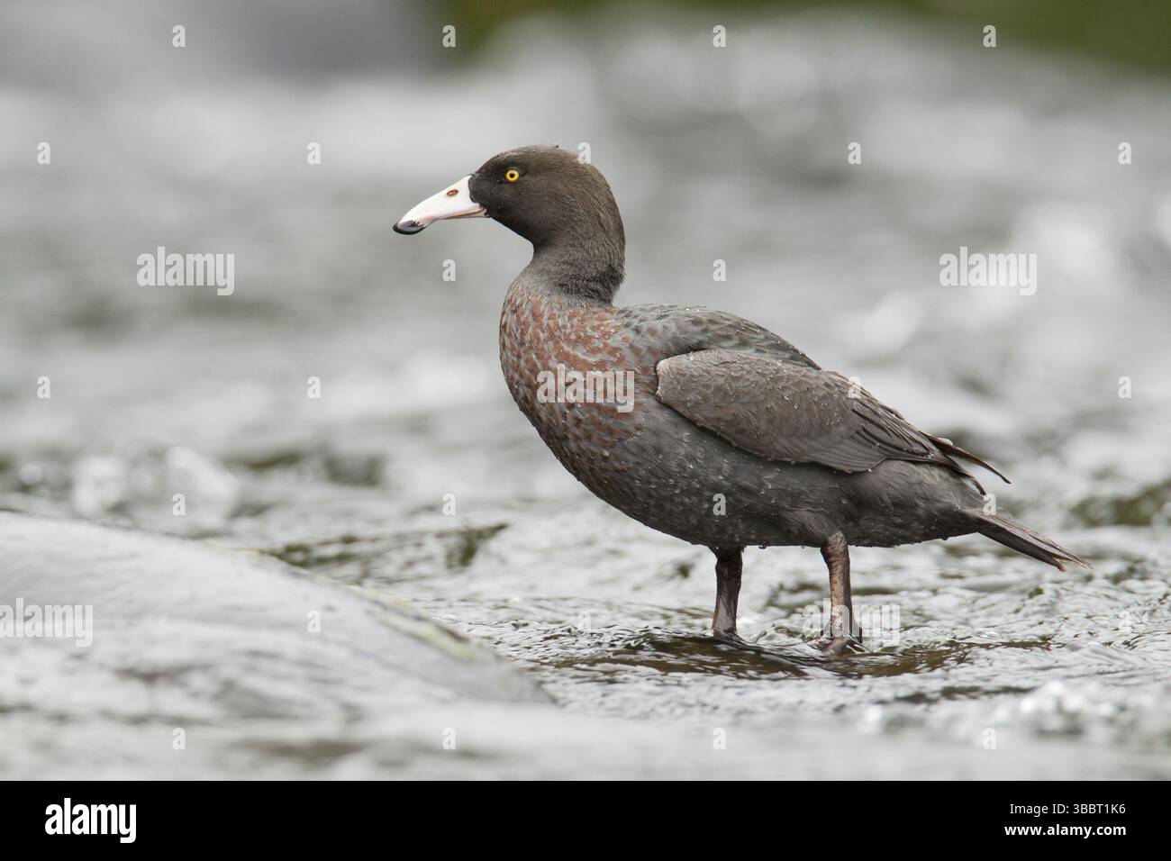 Blue Duck (Hymenolaimus malacorhynchos), New Zealand, Oceania Stock ...