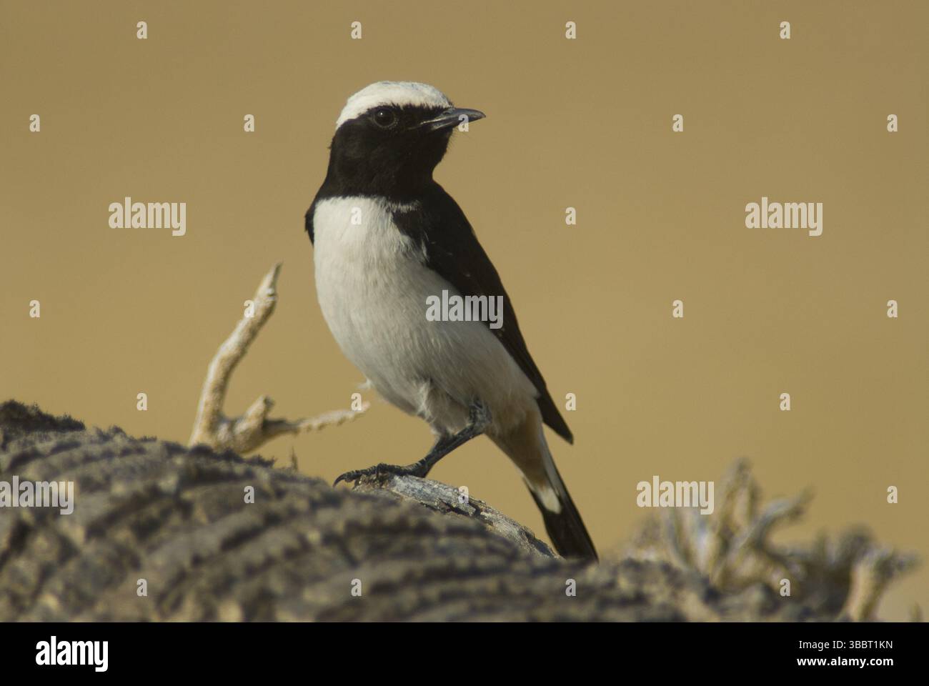 Arabian Wheatear (Oenanthe lugentoides), Oman, Asia Stock Photo - Alamy