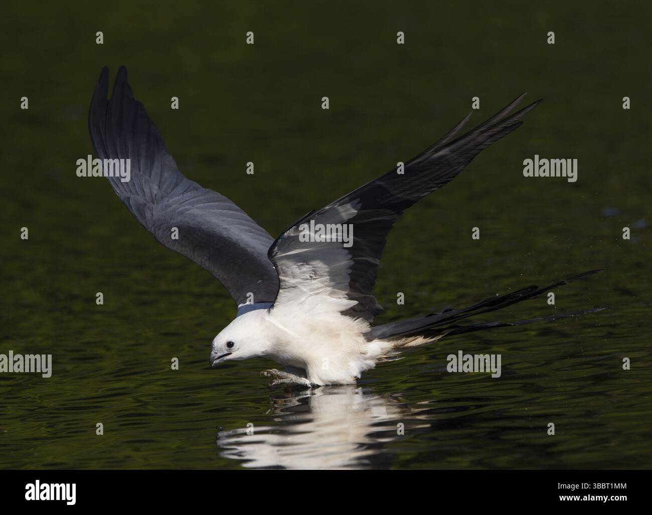 Swallow-tailed Kite (Elanoides forficatus) flying, Florida, USA, North ...