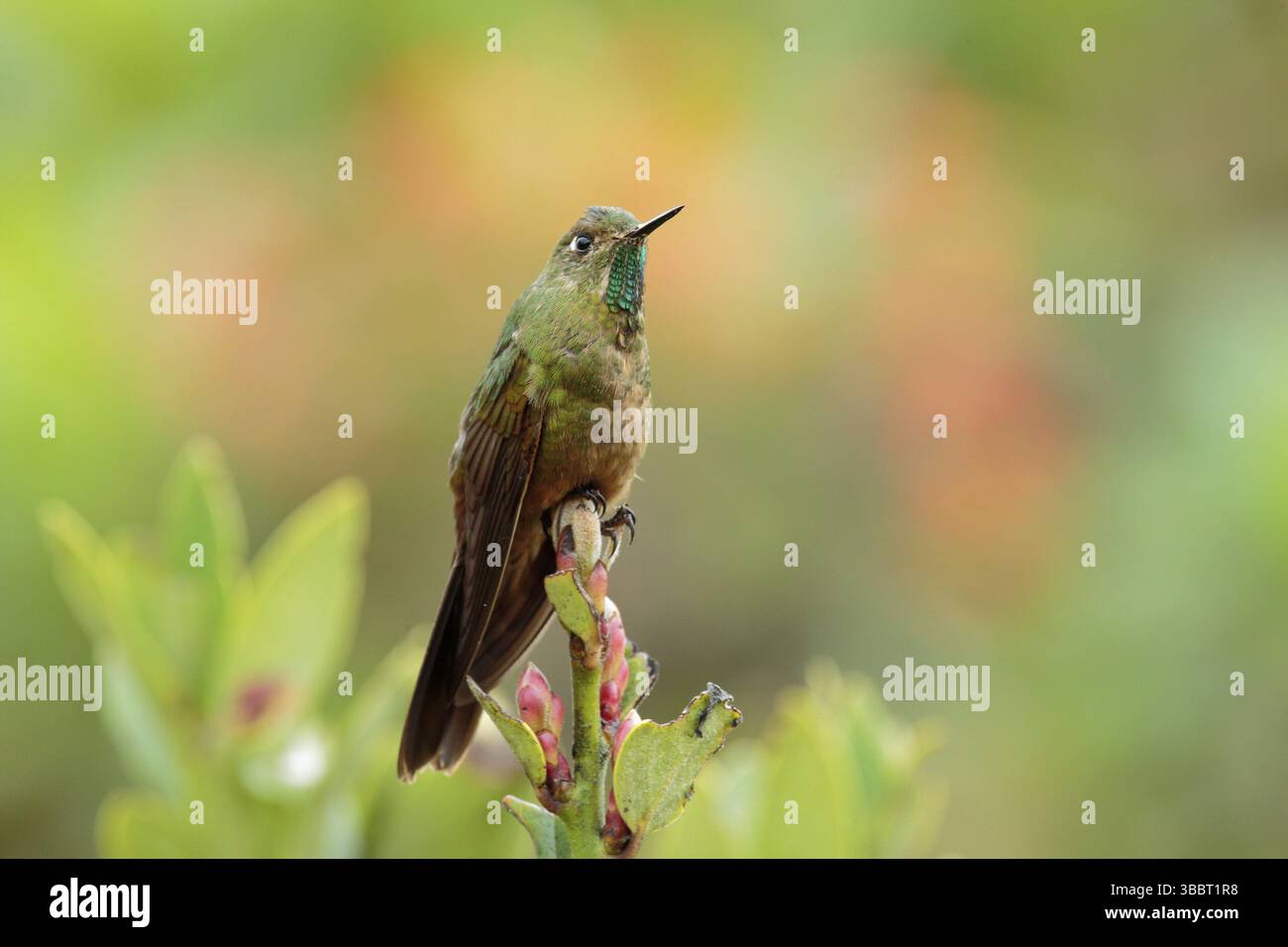 Hummingbird Bronze-tailed Thornbill, Chalcostigma heteropogon ...