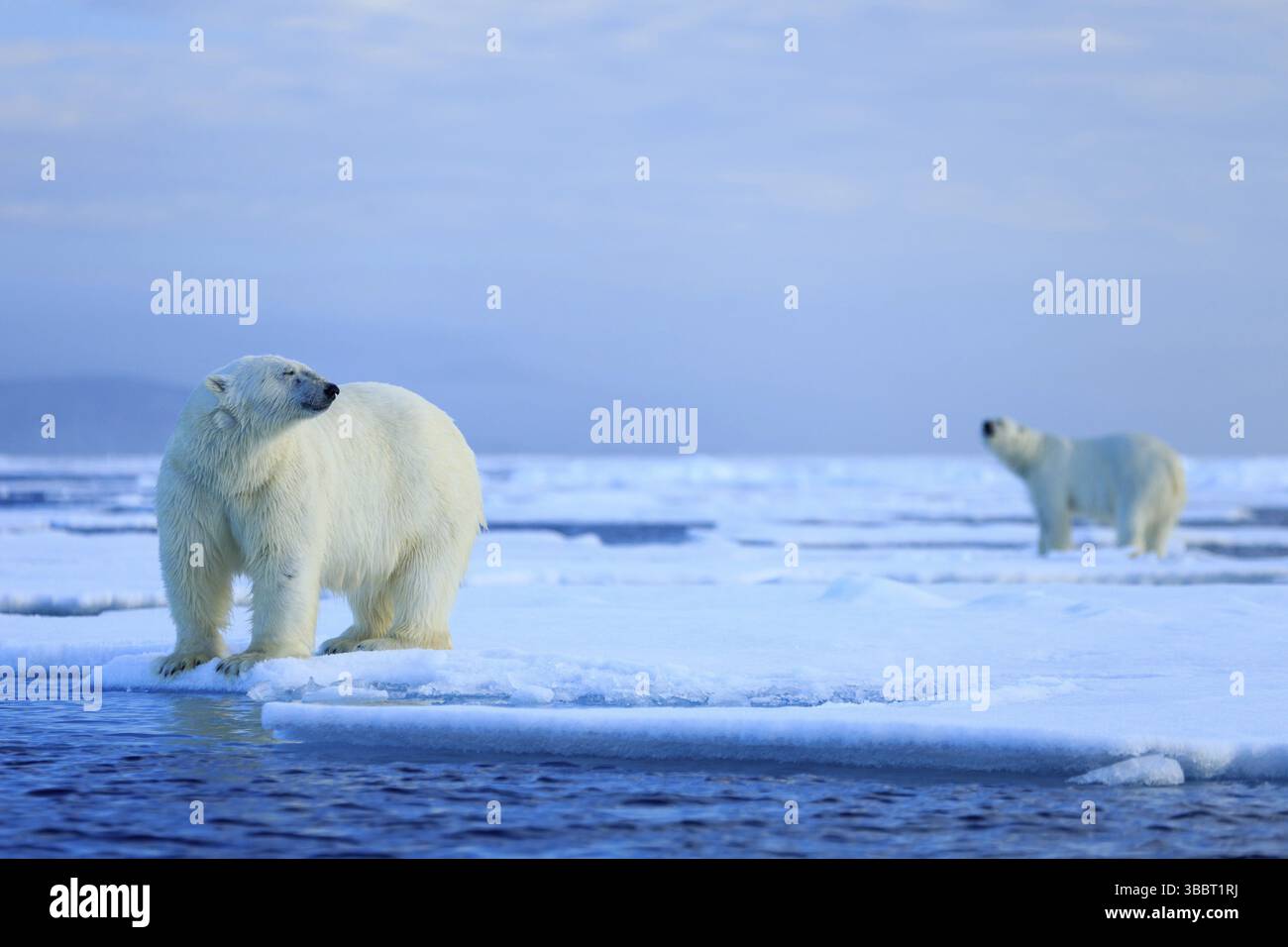 Polar bear couple cuddling on drift ice in Arctic Svalbard Stock Photo ...