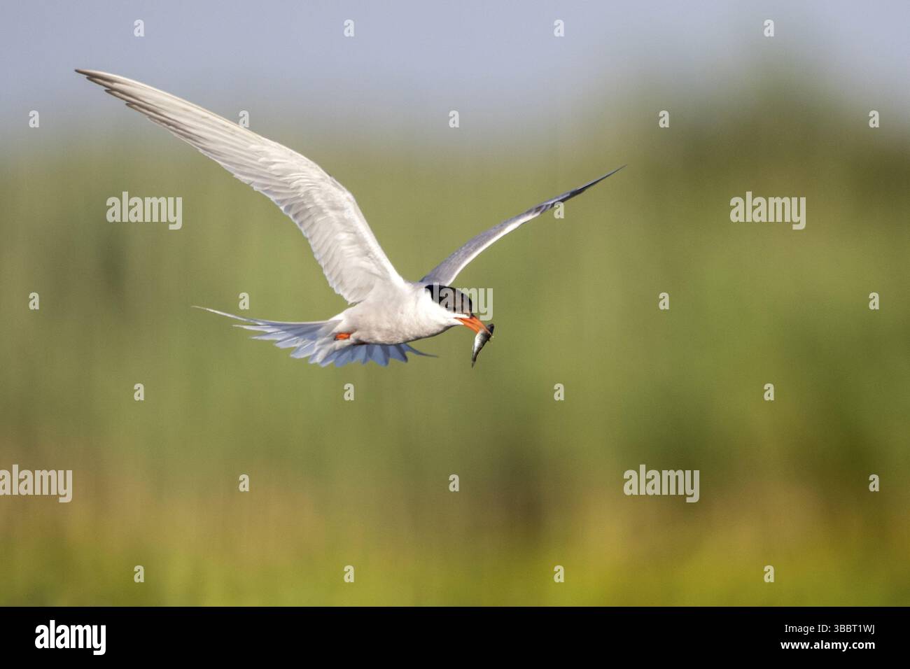 Common Tern (Sterna hirundo) flying with fish prey in beak, Danube ...