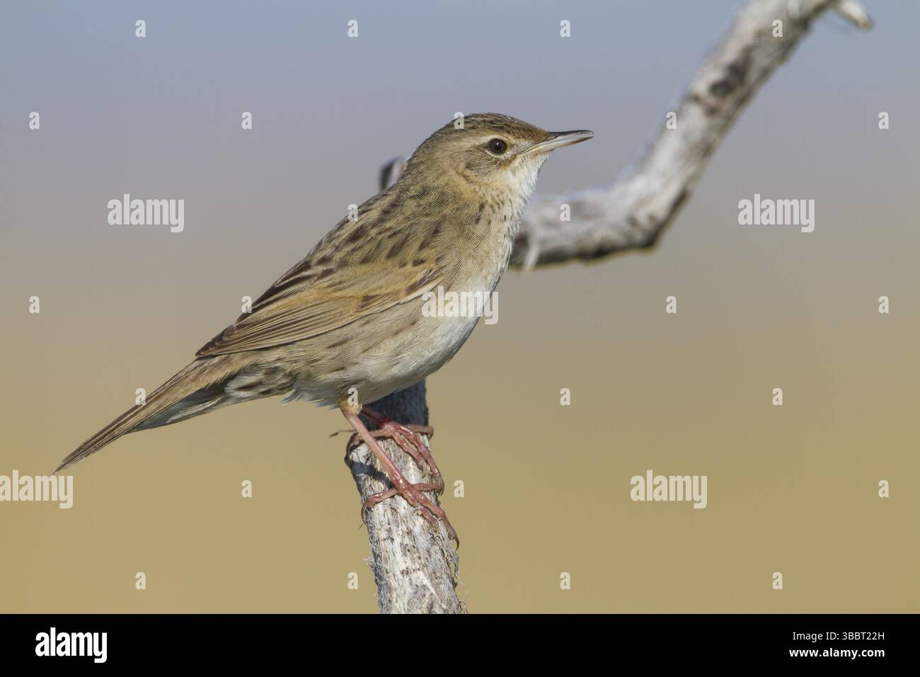 Common Grasshopper Warbler - Feldschwirl - Locustella naevia ssp ...