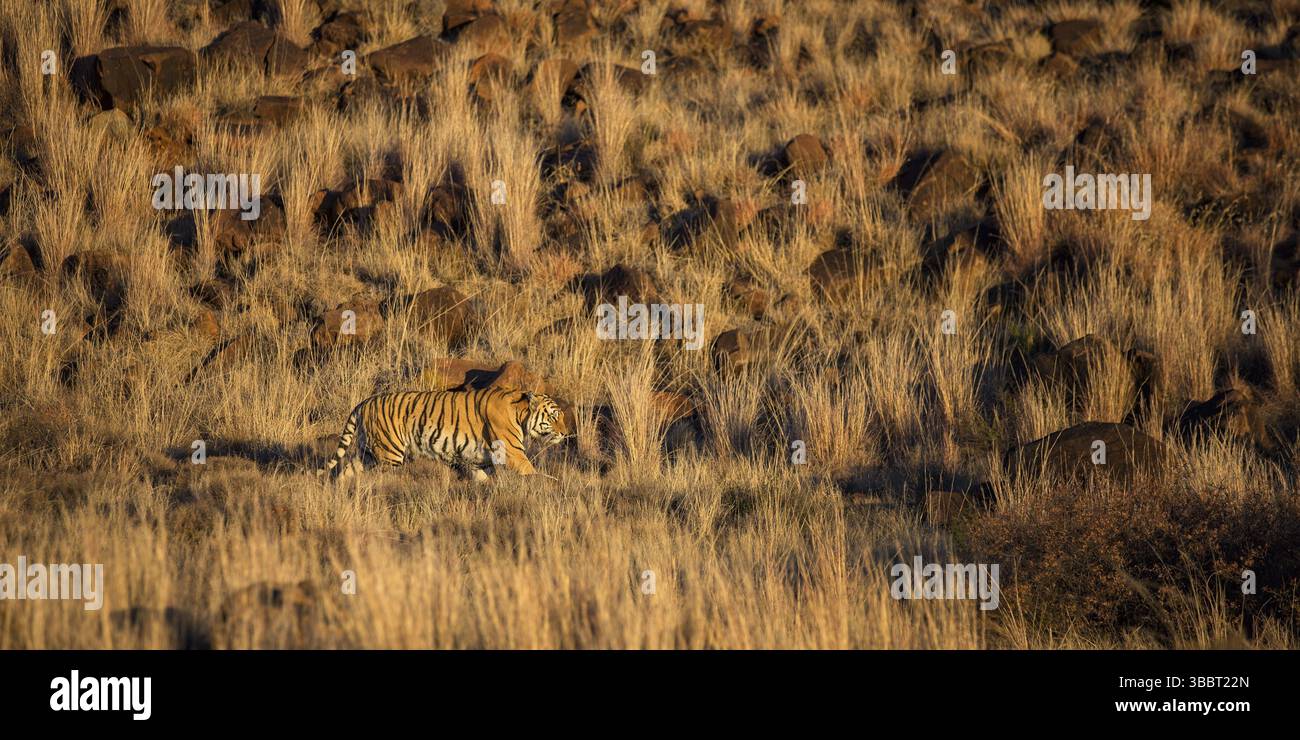 Bengal Tiger (Panthera tigris) adult walking far away in grassland ...