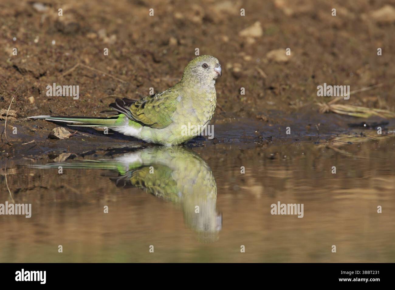 Red-rumped Parrot (Psephotus haematonotus) female, Australian Capital ...
