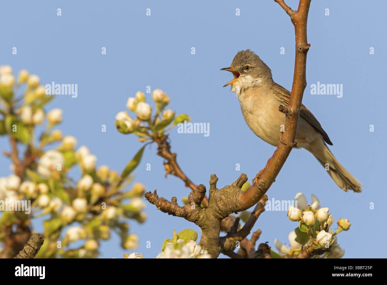 Dorngrasmuecke, Common Whitethroat, Whitethroat, Sylvia communis, Fauvette grisette, Curruca ...