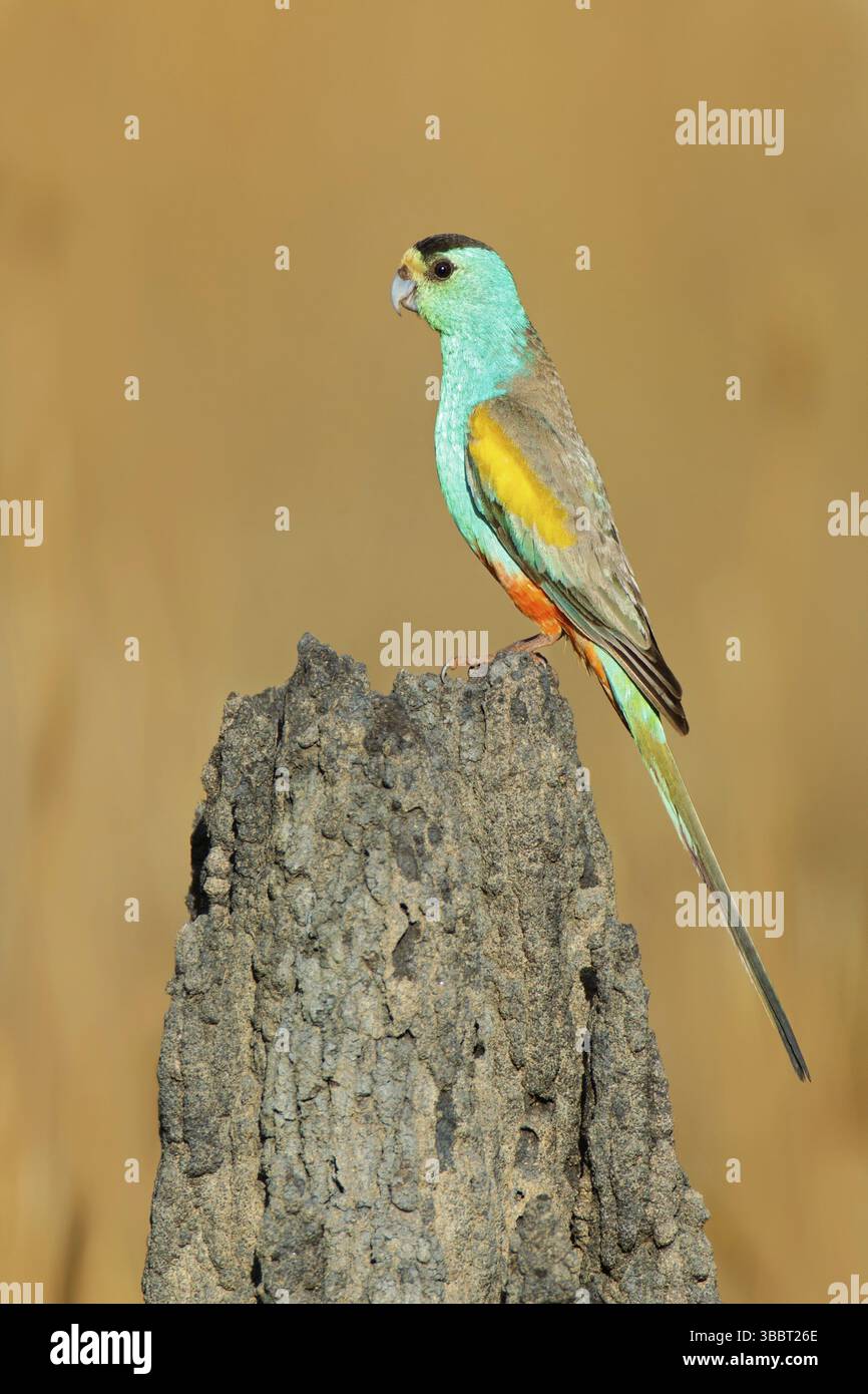 Golden-shouldered Parrot (Psephotellus chrysopterygius) male ...