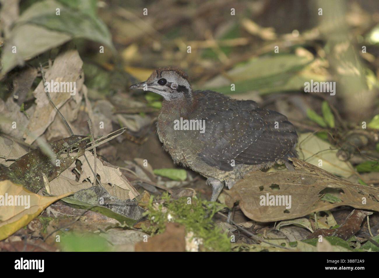 Great Tinamou (Tinamus major), Costa Rica, Central America Stock Photo ...