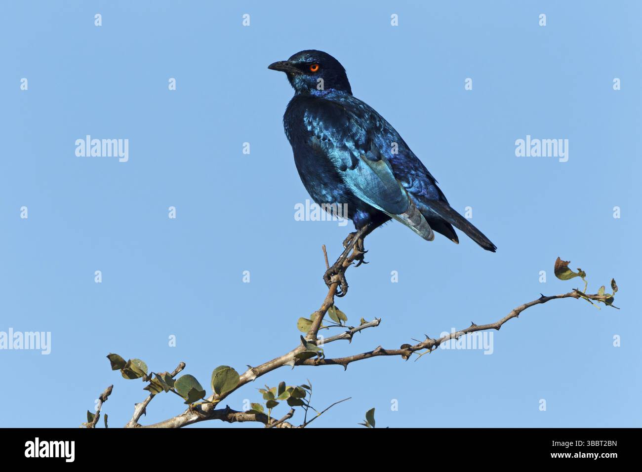 Cape Starling (Lamprotornis nitens), Kruger Park, South Africa, Africa ...