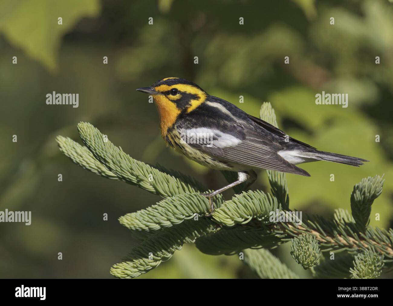 Blackburnian Warbler (Setophaga fusca) male, Maine, USA, North America ...