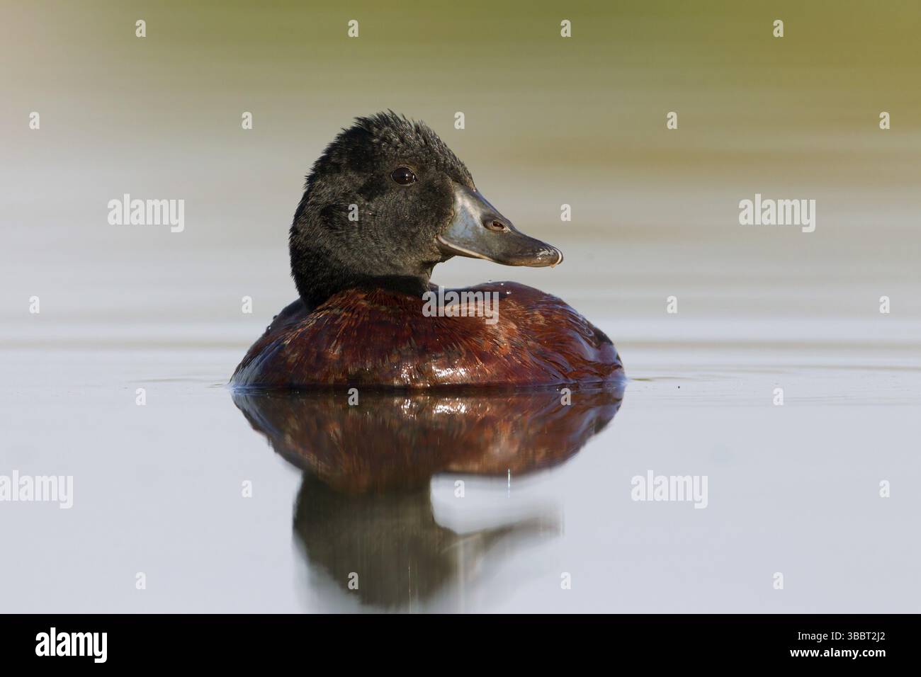 Blue-billed Duck (Oxyura australis) male, Victoria, Australia, Oceania ...