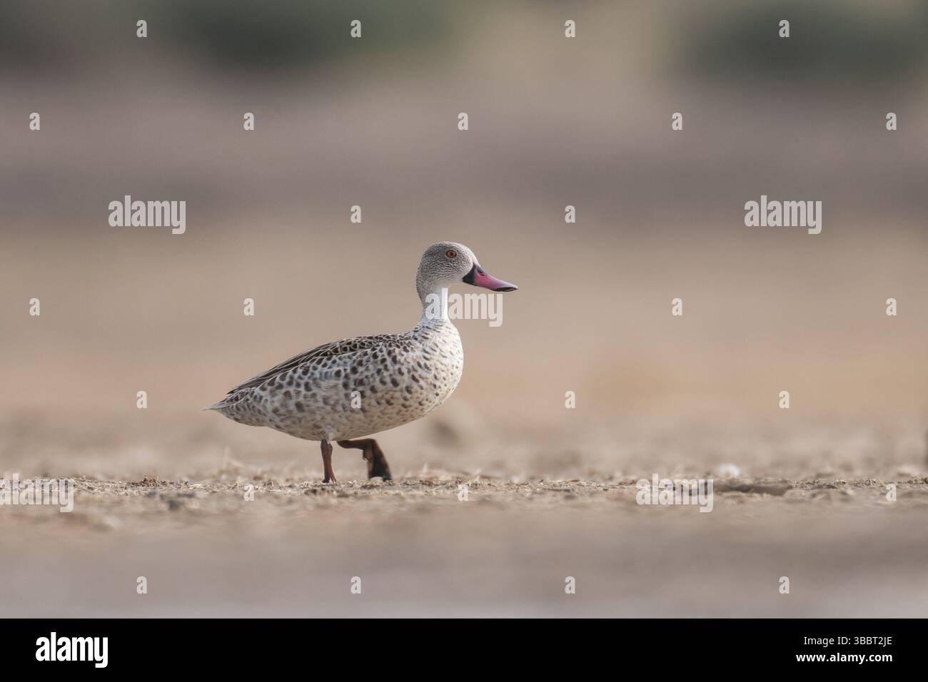 Cape Teal (Anas capensis), Northern Cape, South Africa, Africa Stock Photo - Alamy
